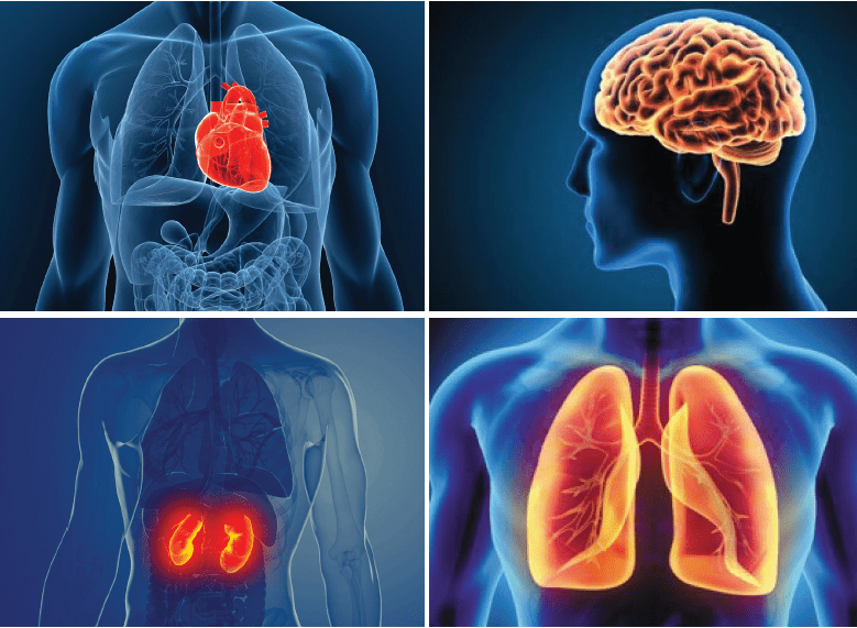 Clinical Physiology | APEX